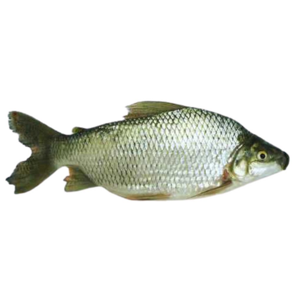 Peixe Corimba Inteiro kg